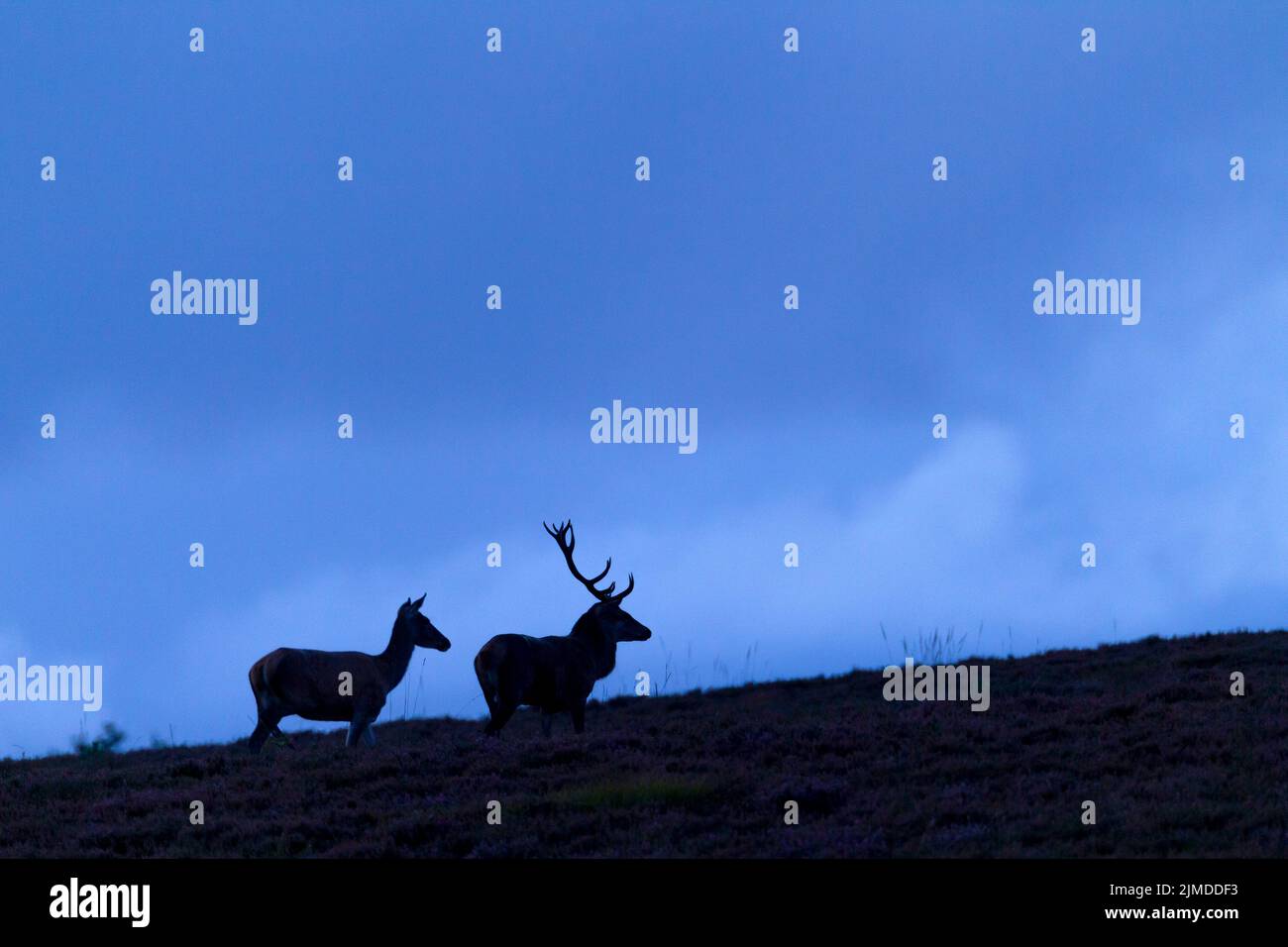 At dusk a Red Deer stag and a hind move to a heath area Stock Photo - Alamy