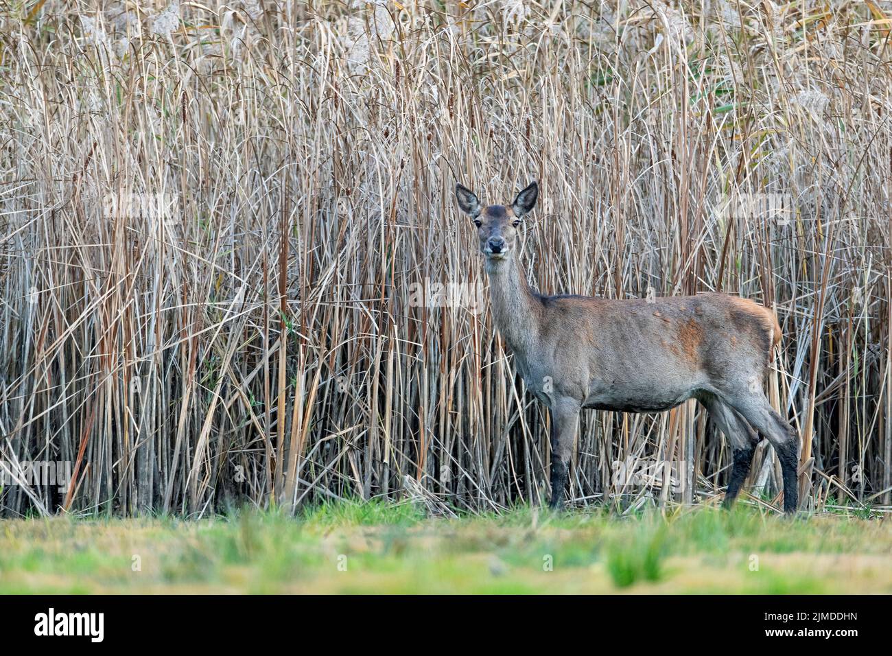 Red Deer hind in front of a reed belt / Cervus elaphus Stock Photo - Alamy