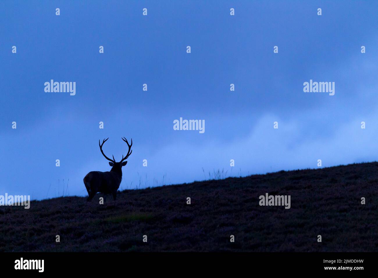 At dusk a Red Deer stag moves to a heath area Stock Photo - Alamy