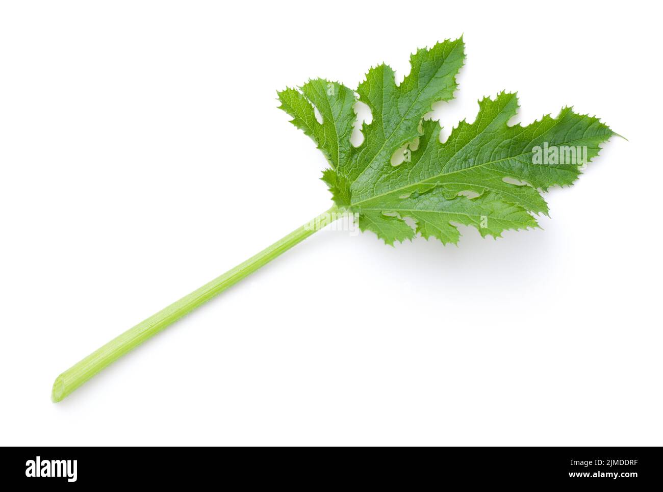 Fresh Green Leaf Of Zucchini Plant Isolated Stock Photo - Alamy