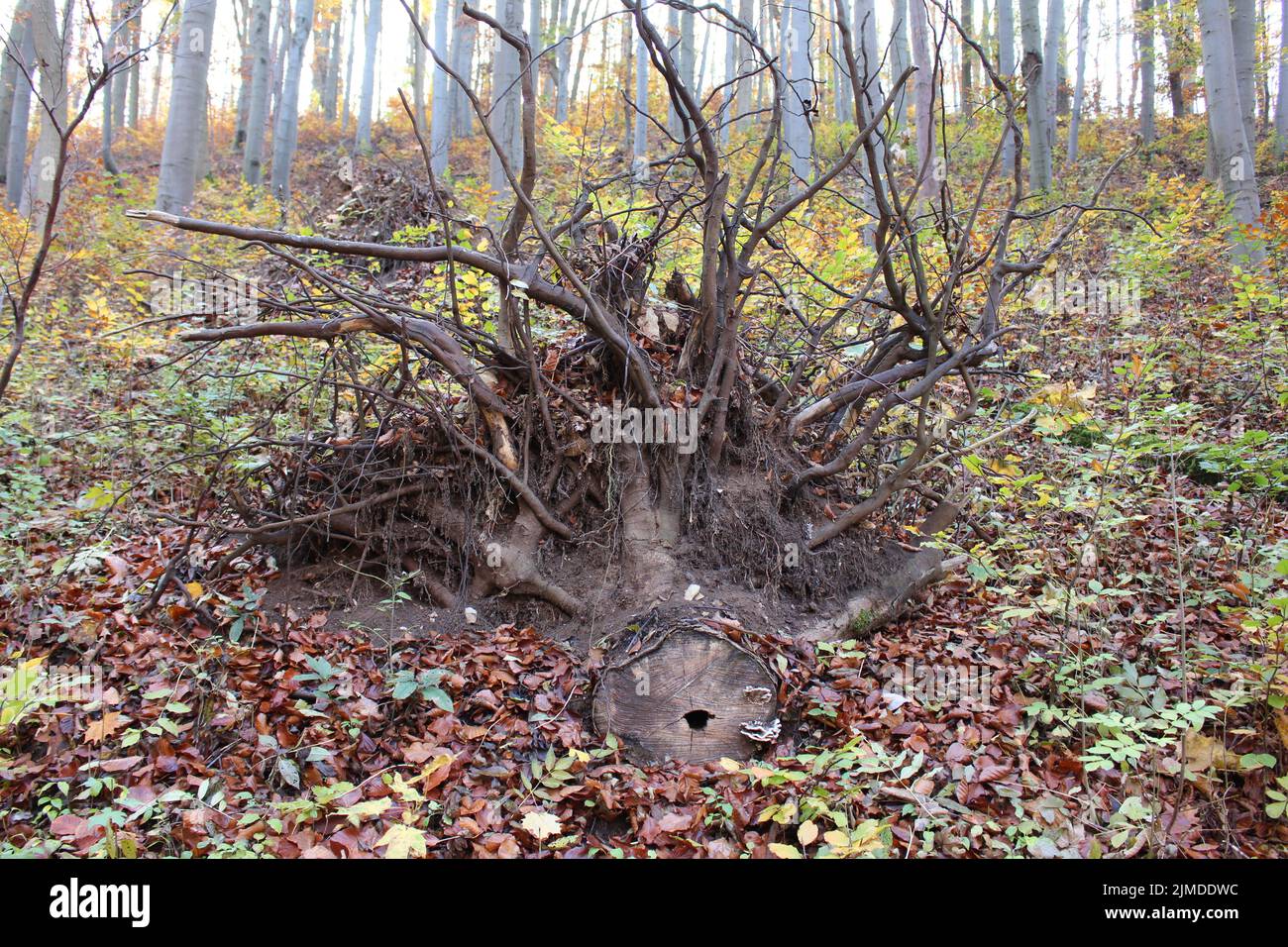 Tree roots overturned hi-res stock photography and images - Alamy