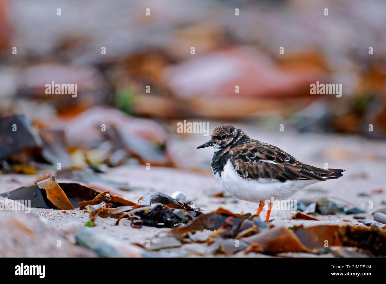 Turnstone in breeding plumage hi-res stock photography and images - Alamy