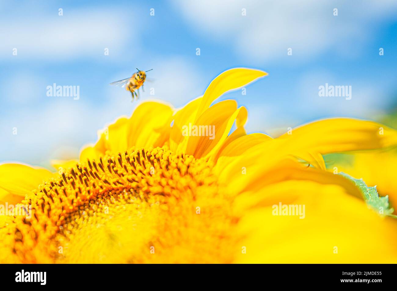 A small bee in pollen flies over a yellow petals of sunflower ...