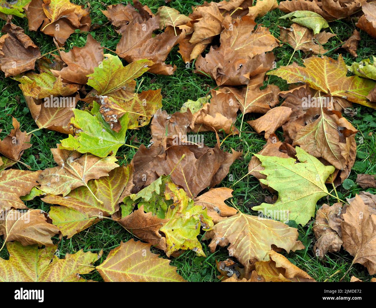 Autumn leaves, fall leaves, plane tree leaves Stock Photo - Alamy