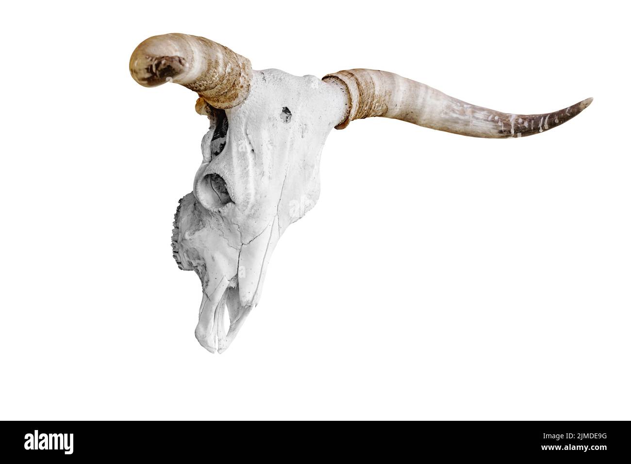 Bull skull over white Stock Photo - Alamy