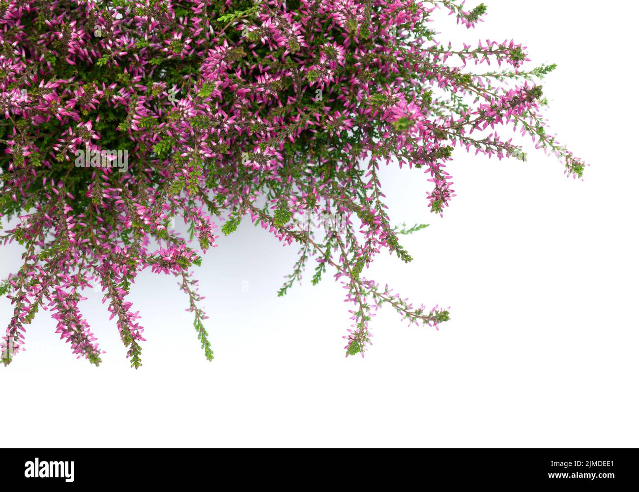 Pink Heather Flowers Isolated Stock Photo - Alamy