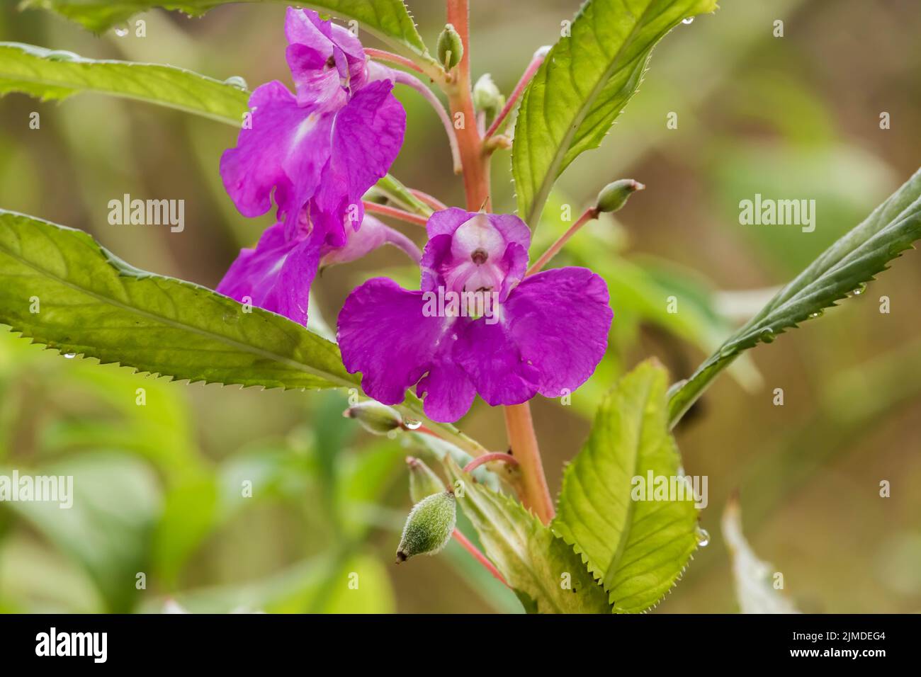 The Garden Balsam Flowers in a Garden Stock Photo - Alamy