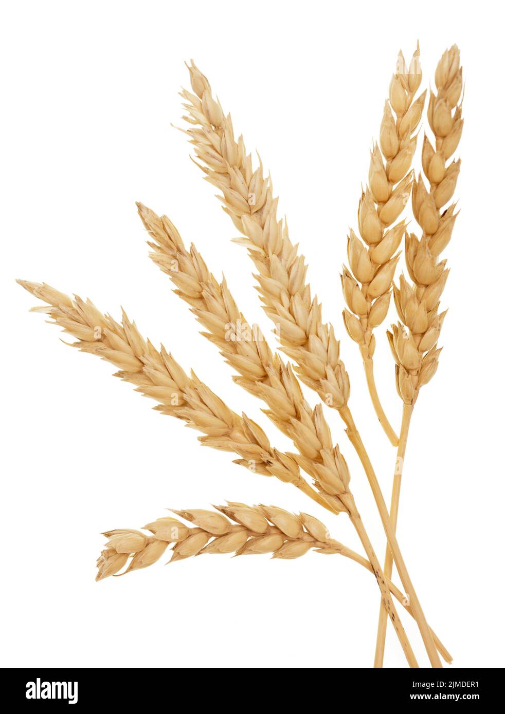 Wheat on white Stock Photo - Alamy