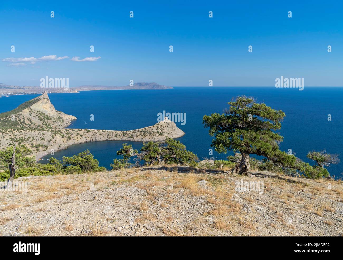 Relict trees hi-res stock photography and images - Alamy