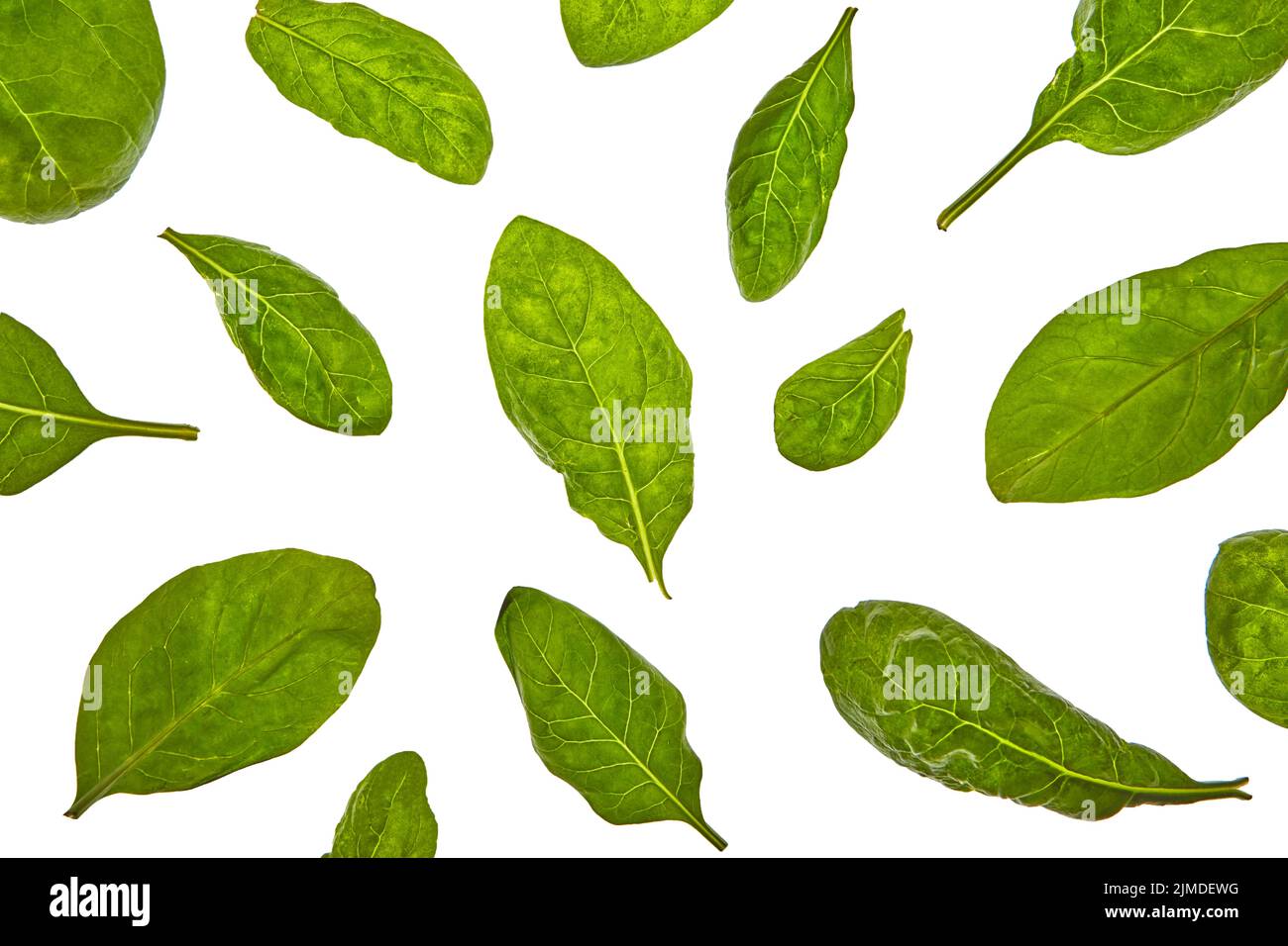 Plant pattern from spinach green natural organic leaves on a white ...