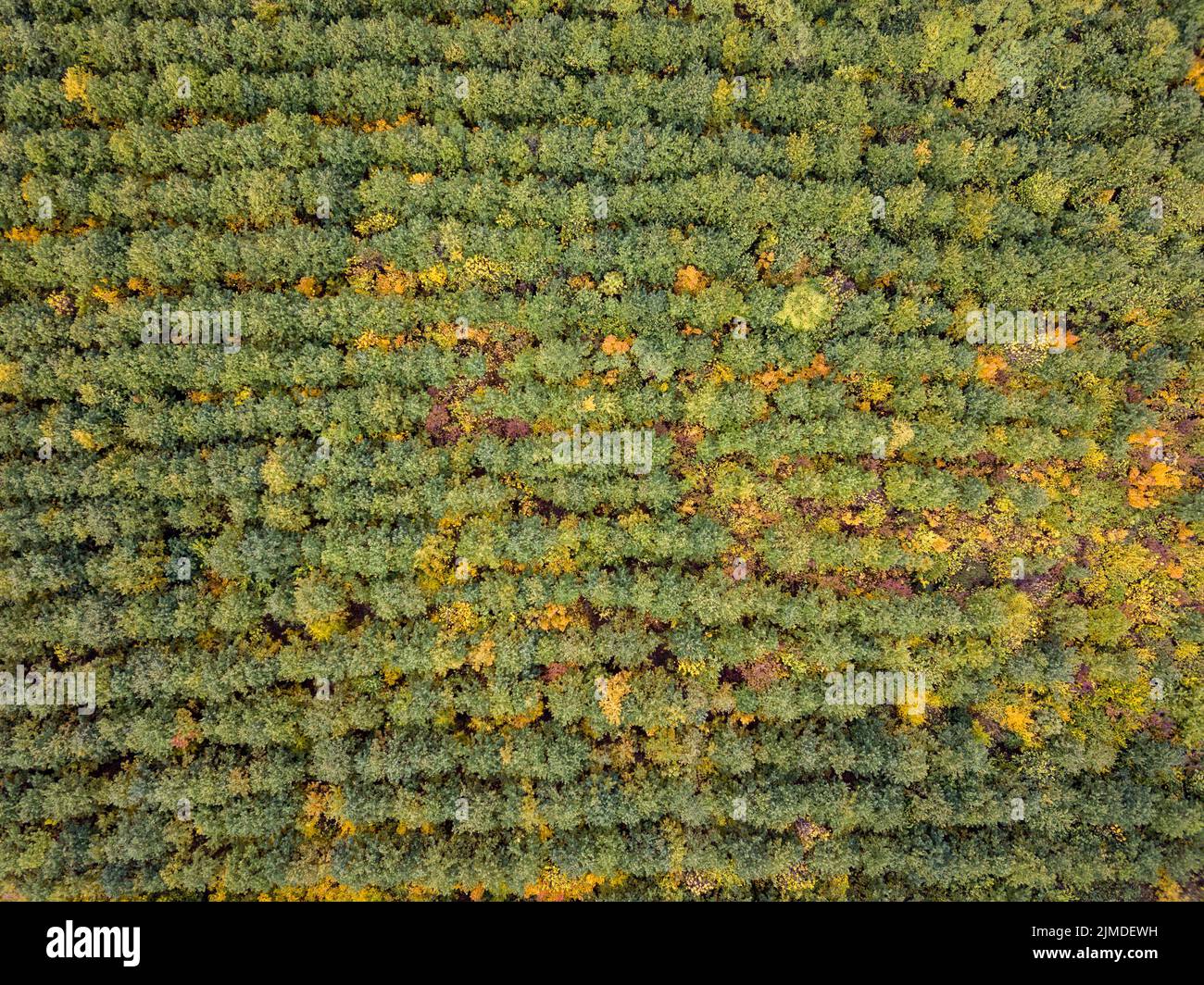 Aerial view young trees hi-res stock photography and images - Alamy