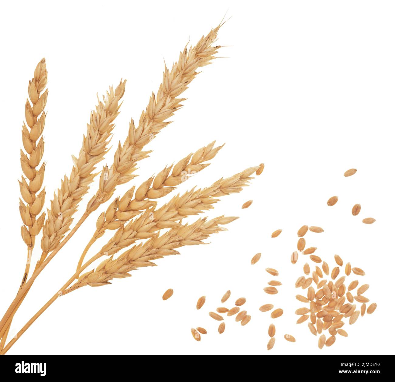 Wheat on white Stock Photo - Alamy