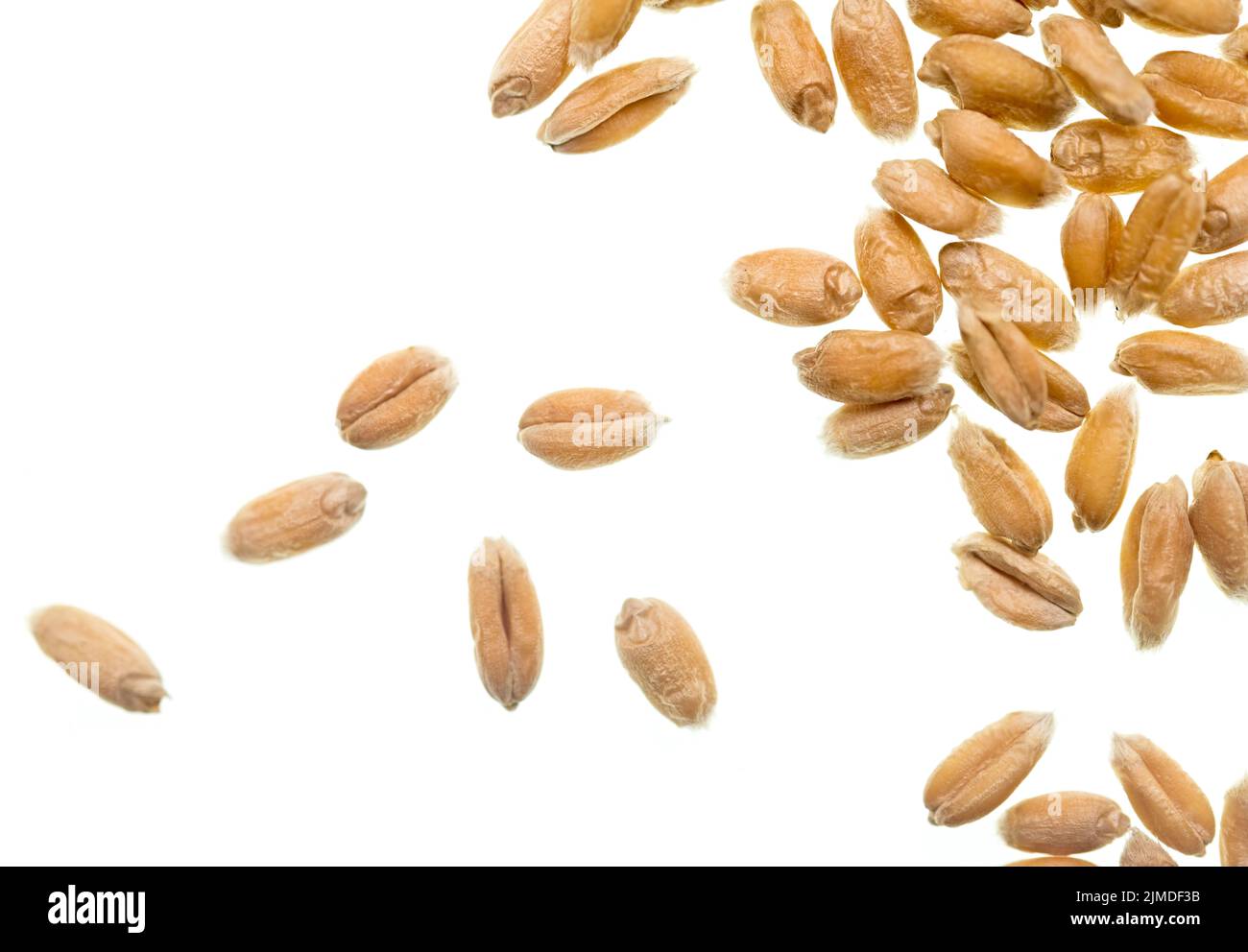 Grain on white Stock Photo - Alamy