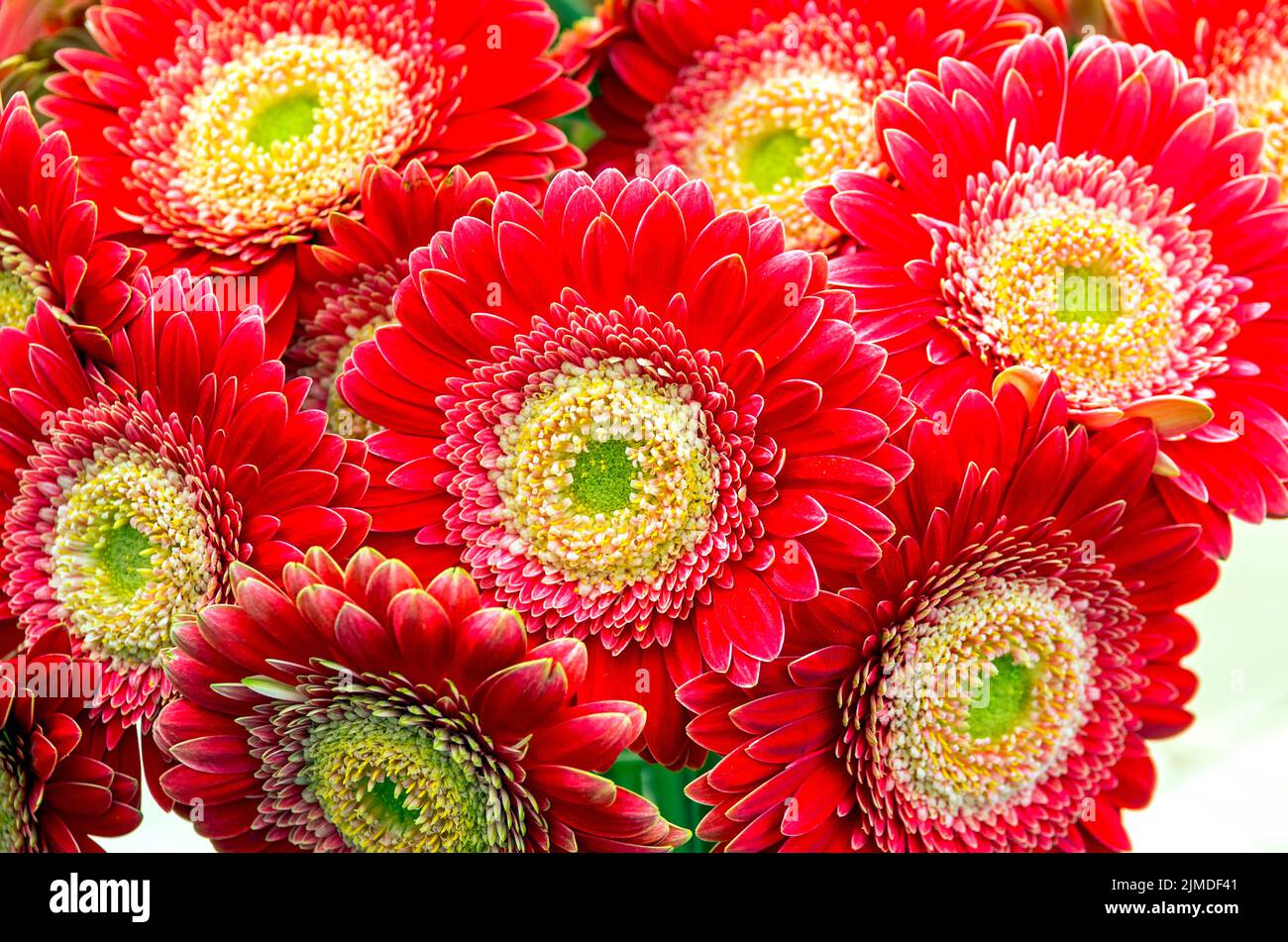 Bouquet bright colorful gerberas hi-res stock photography and images ...