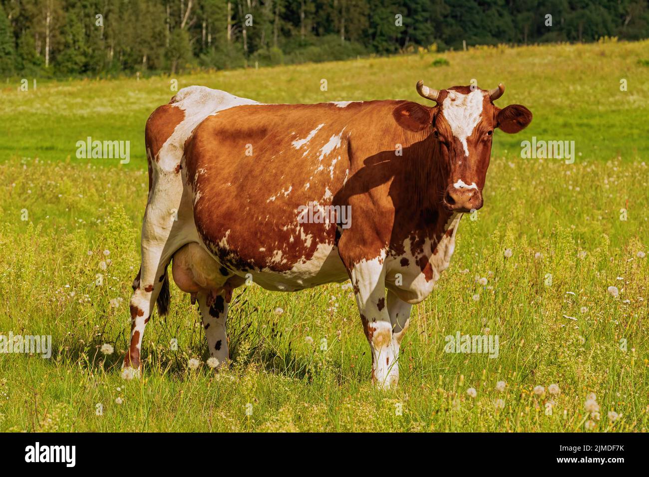 Cow on the pasture Stock Photo - Alamy