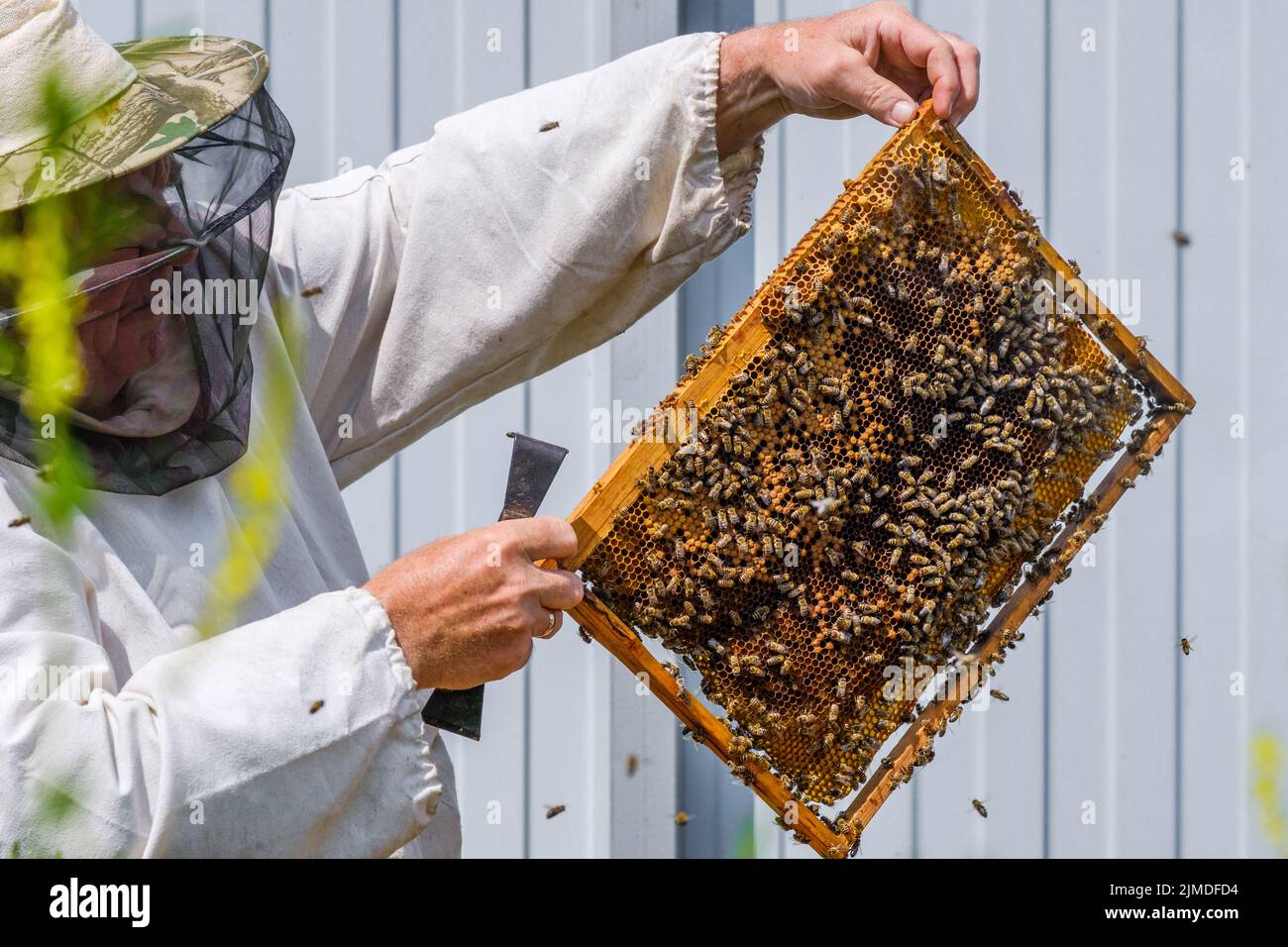Beekeeper with honeycombs hi-res stock photography and images - Alamy