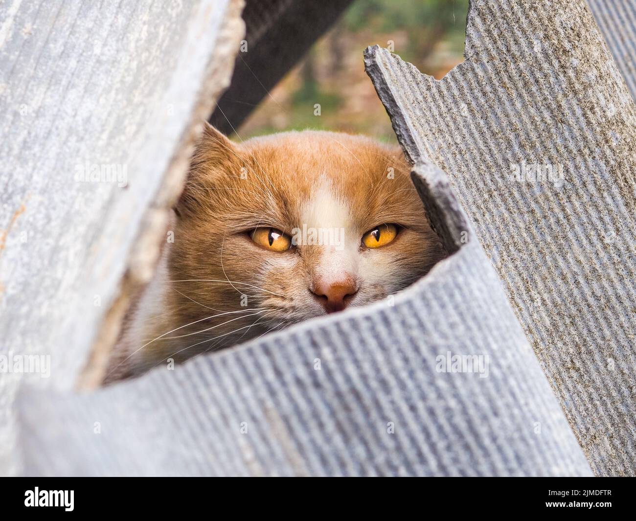 Ginger cat with green eyes hi-res stock photography and images - Alamy