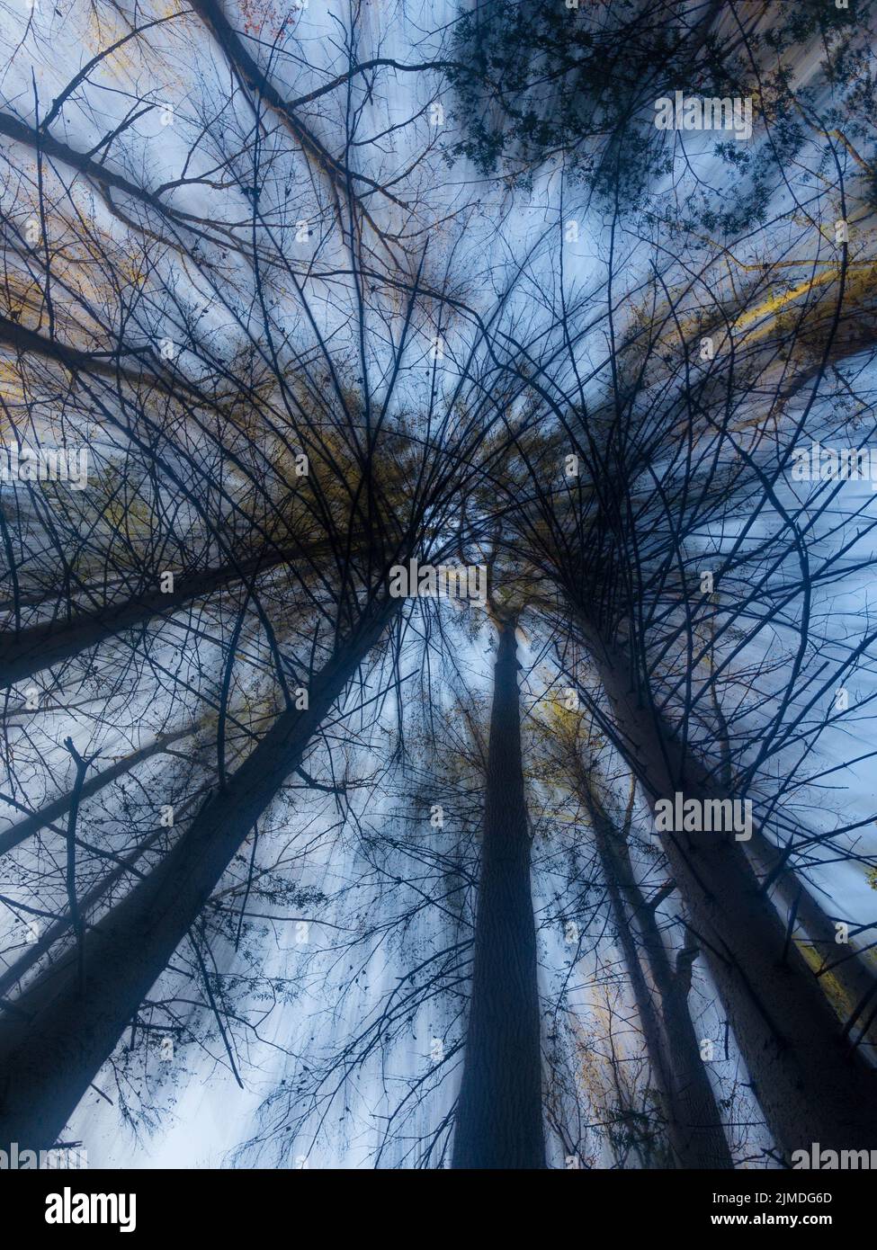 Enclosure of trees hi-res stock photography and images - Alamy