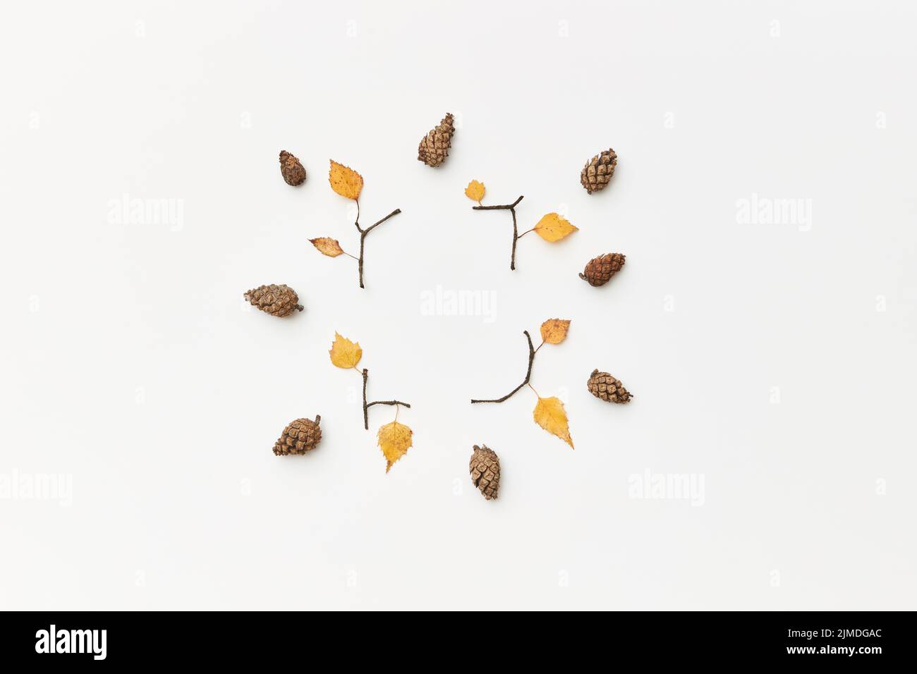 Oak maple leaves twigs hi-res stock photography and images - Alamy