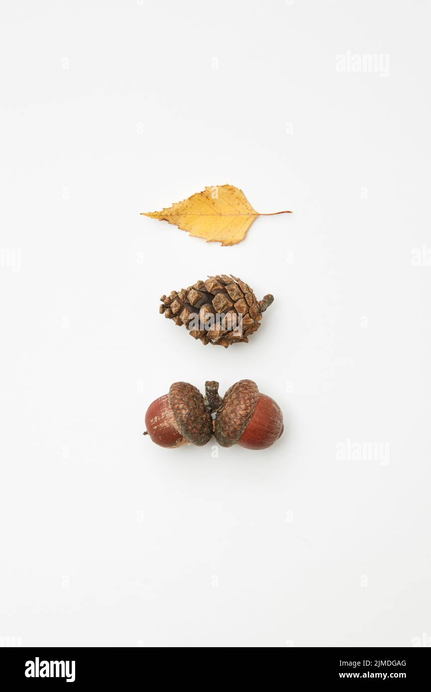 Top view acorns cone hi-res stock photography and images - Alamy