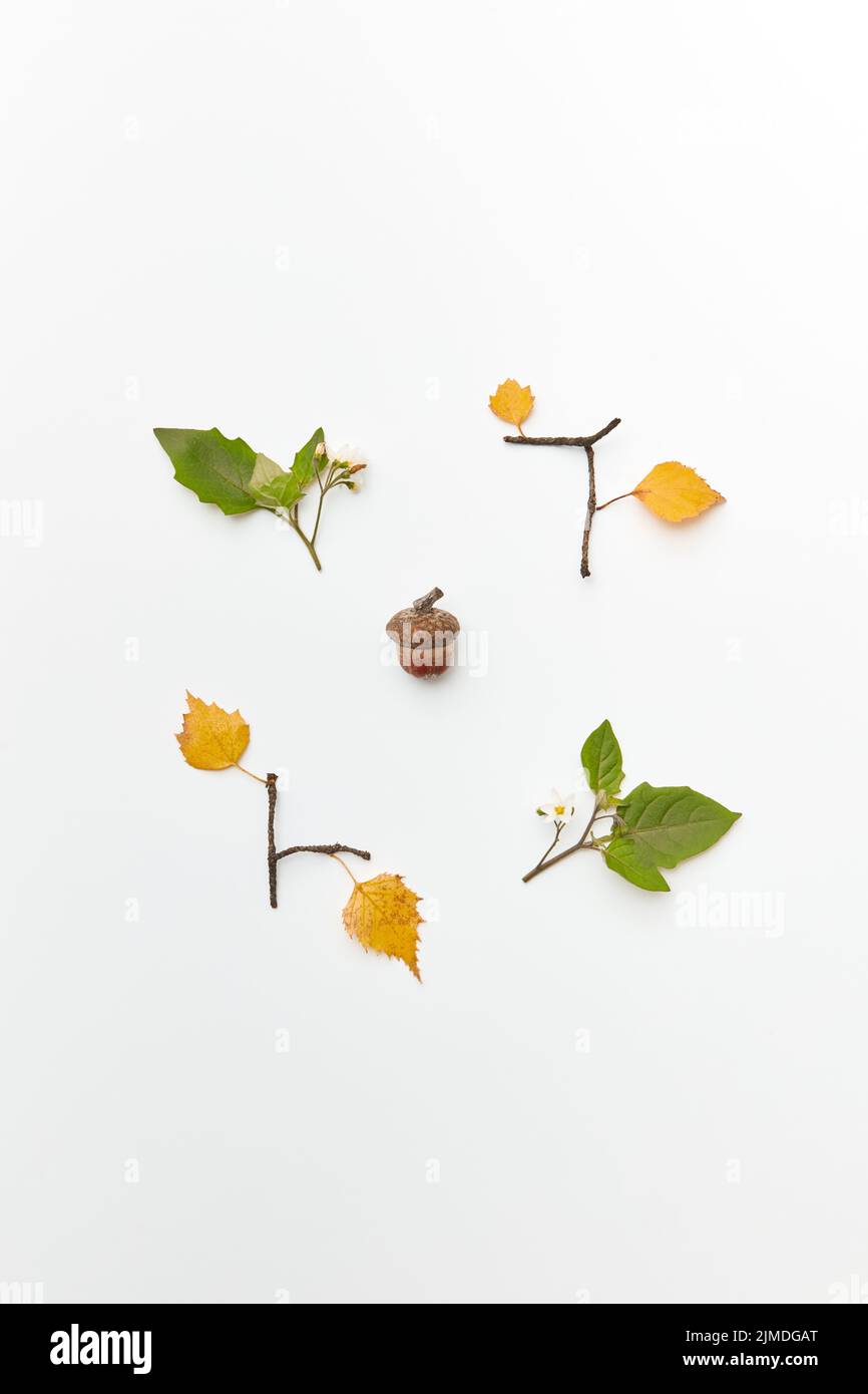 Acorn frame hi-res stock photography and images - Alamy