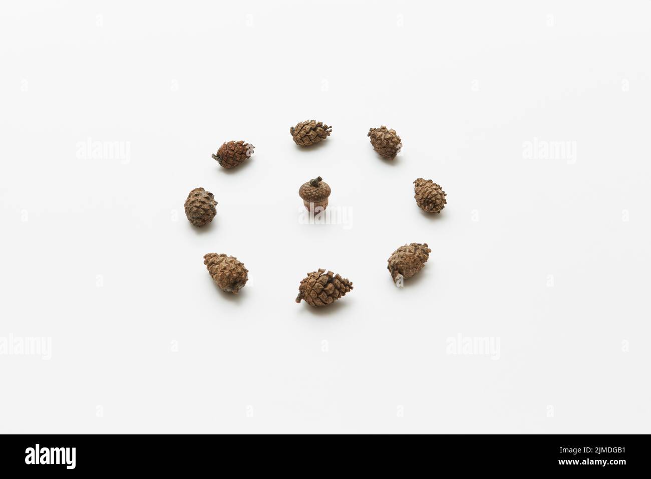 Acorn in circle of cones Stock Photo - Alamy