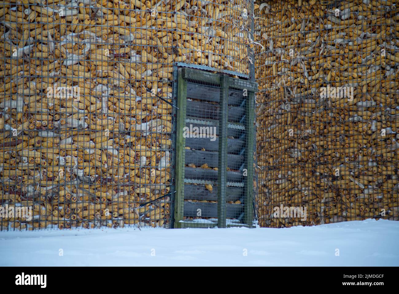 Winter stockpiles of harvested corn in mesh silos Stock Photo - Alamy