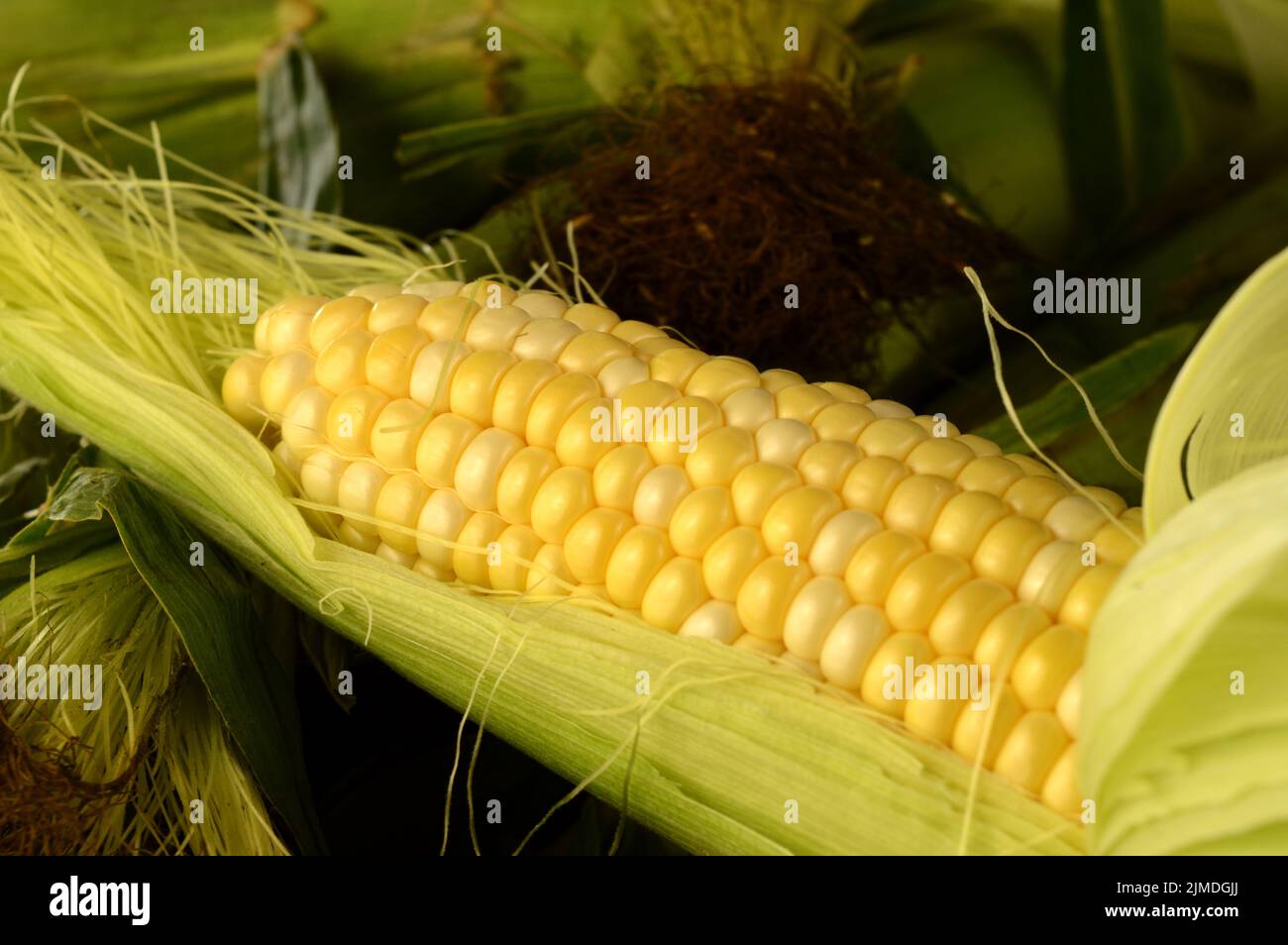 Corn On The Cobb Stock Photo - Alamy