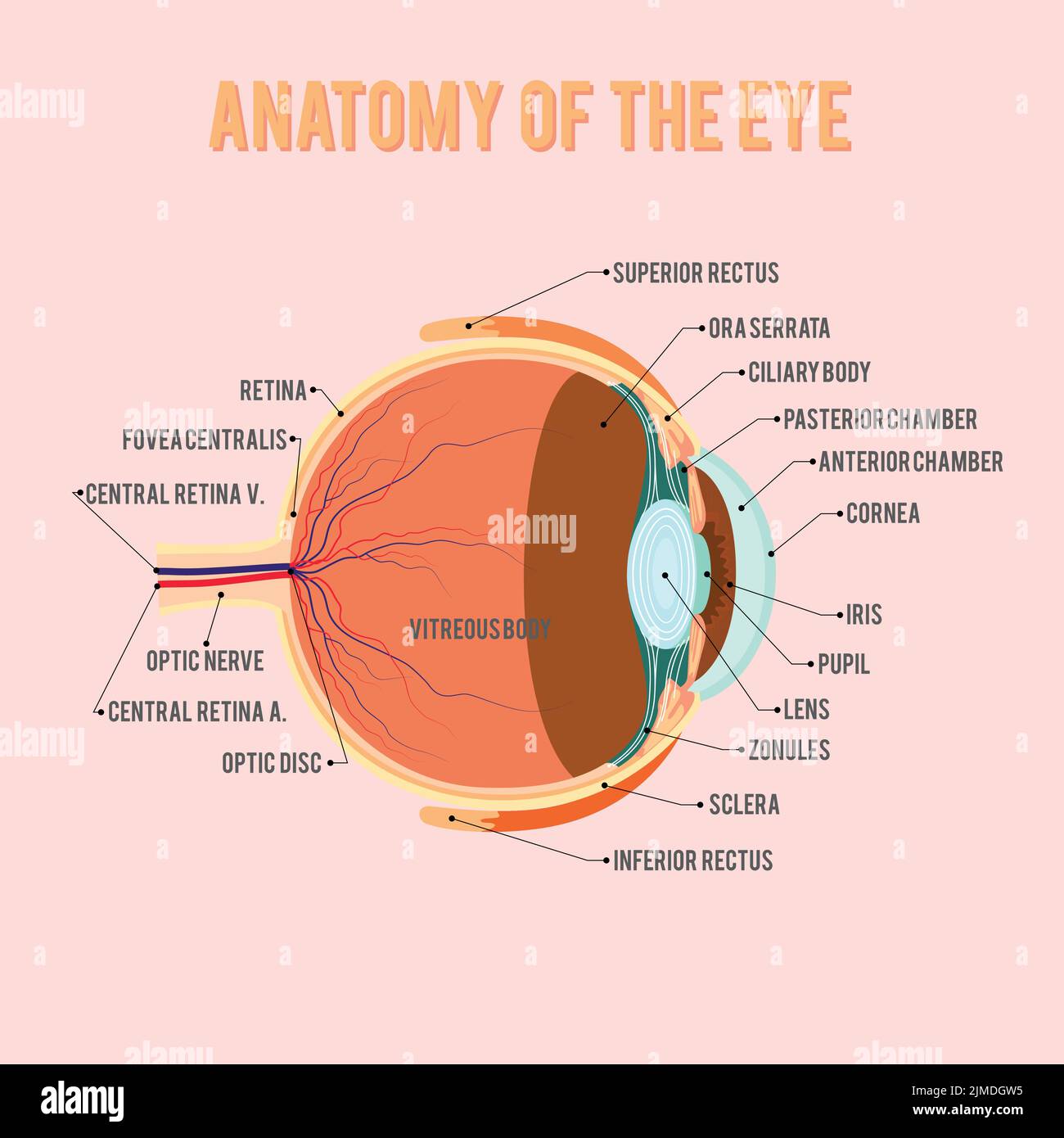 a side view introduction of the human eyeball anatomy Stock Vector ...