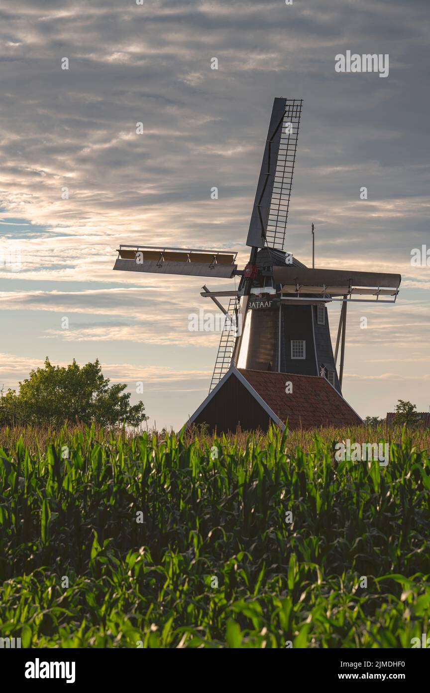 Bataaf windmill in Winterswijk in the evening sun Stock Photo - Alamy