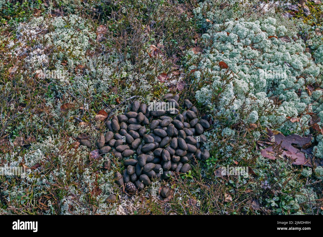 Moose scat - Moose droppings / Alces alces Stock Photo - Alamy