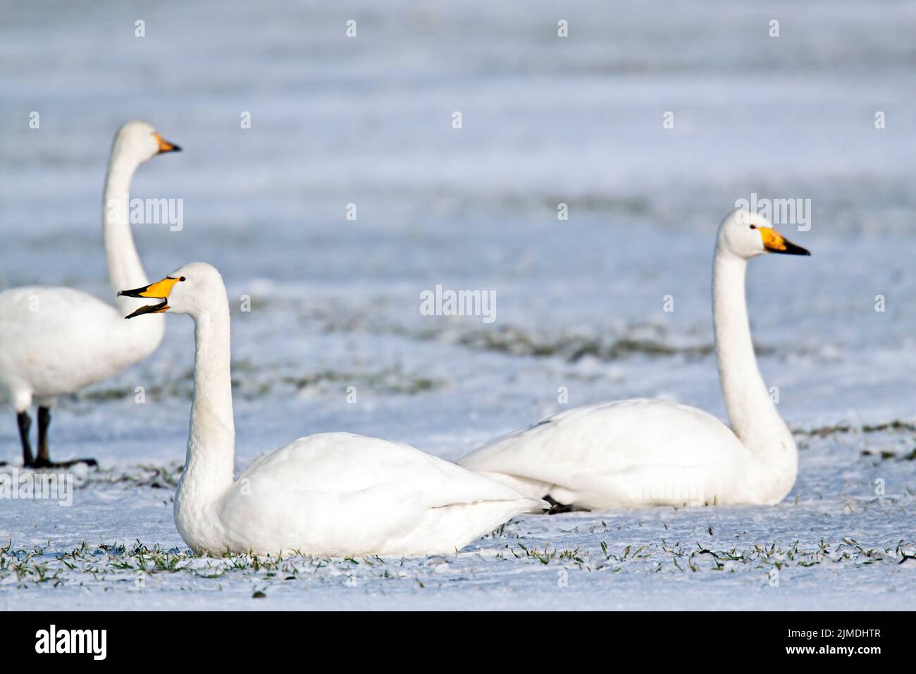 Landscape format whooper swan hi-res stock photography and images - Alamy