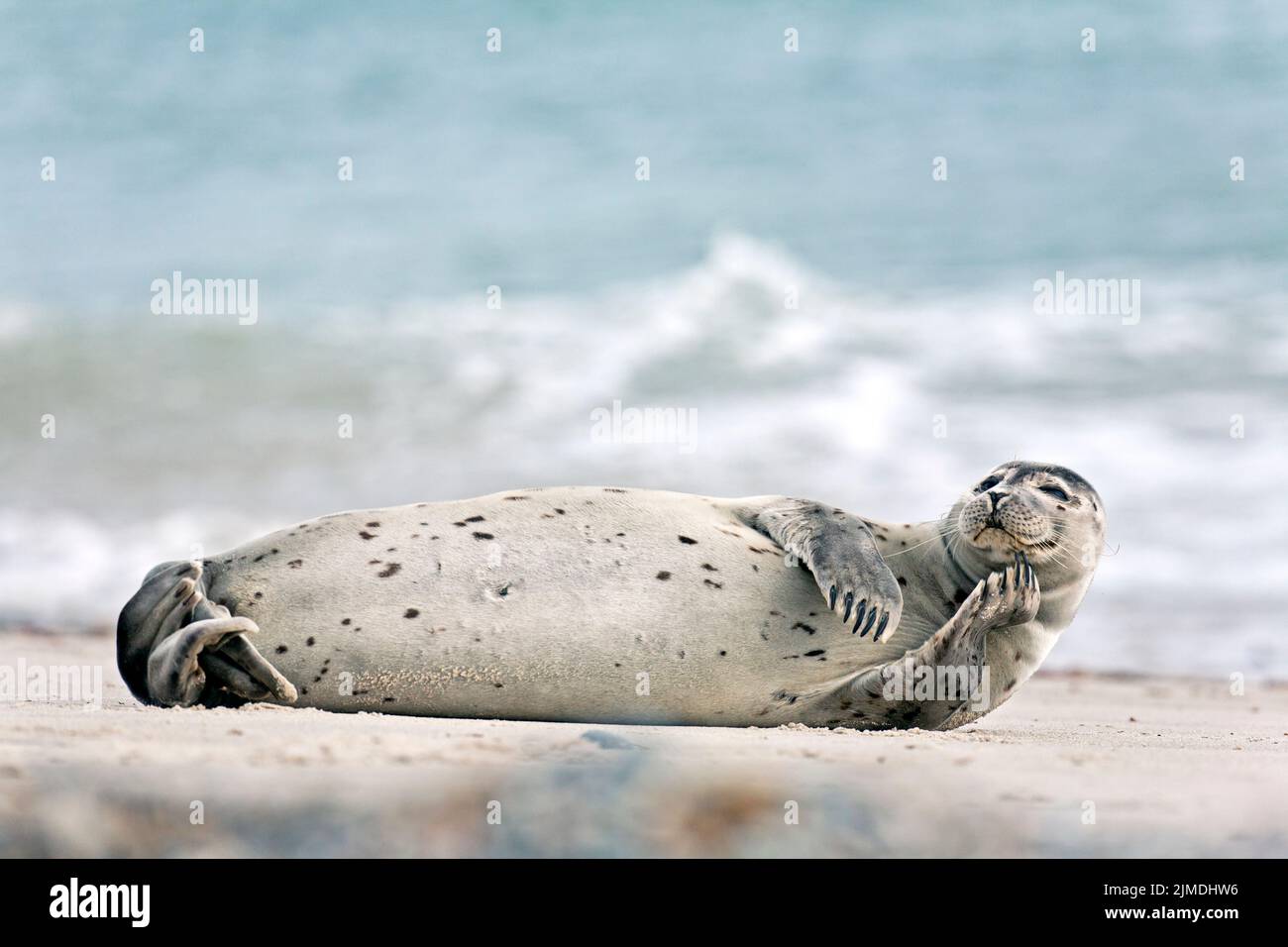 Harbour Seal on a sandy beach Stock Photo - Alamy