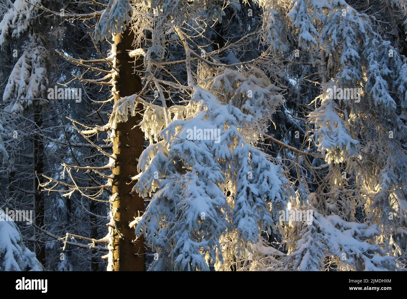 Conifer in winter Stock Photo - Alamy