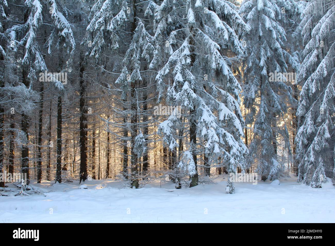 Branches of conifers hi-res stock photography and images - Alamy