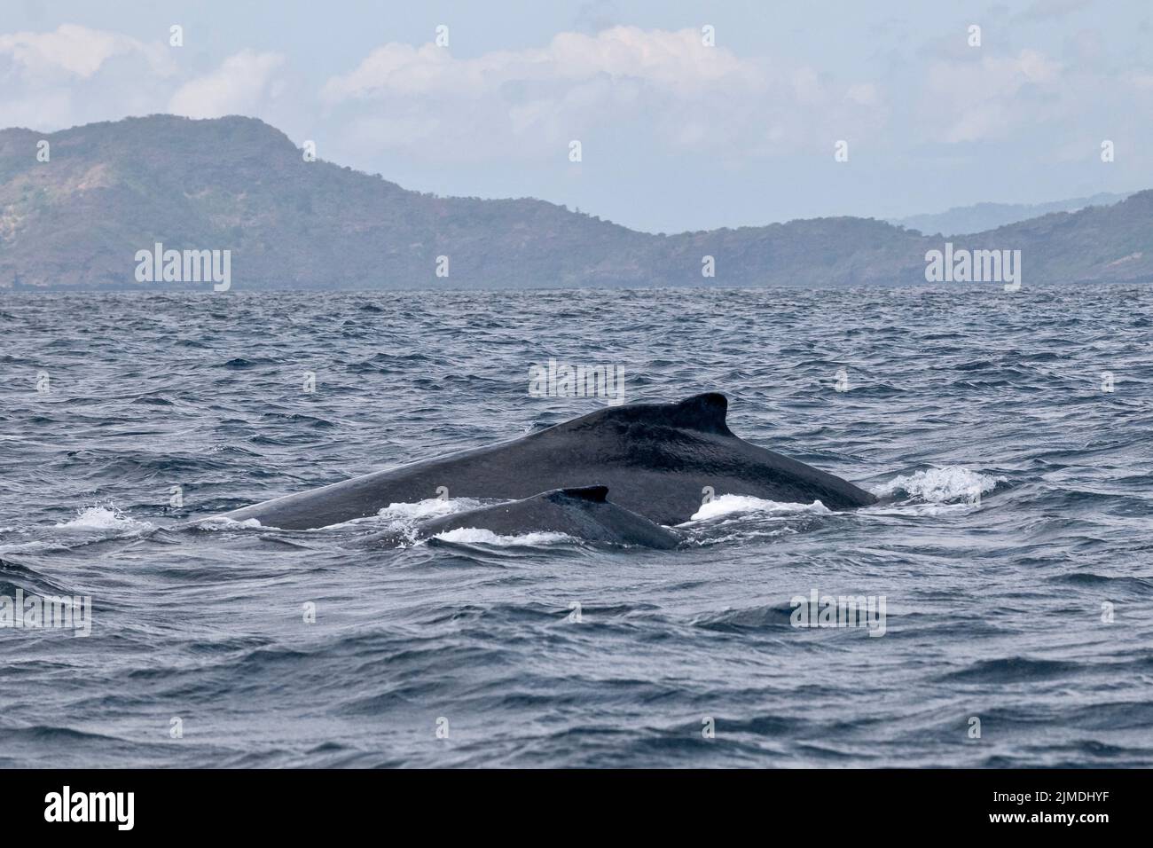 Blue whale channel island hi-res stock photography and images - Alamy