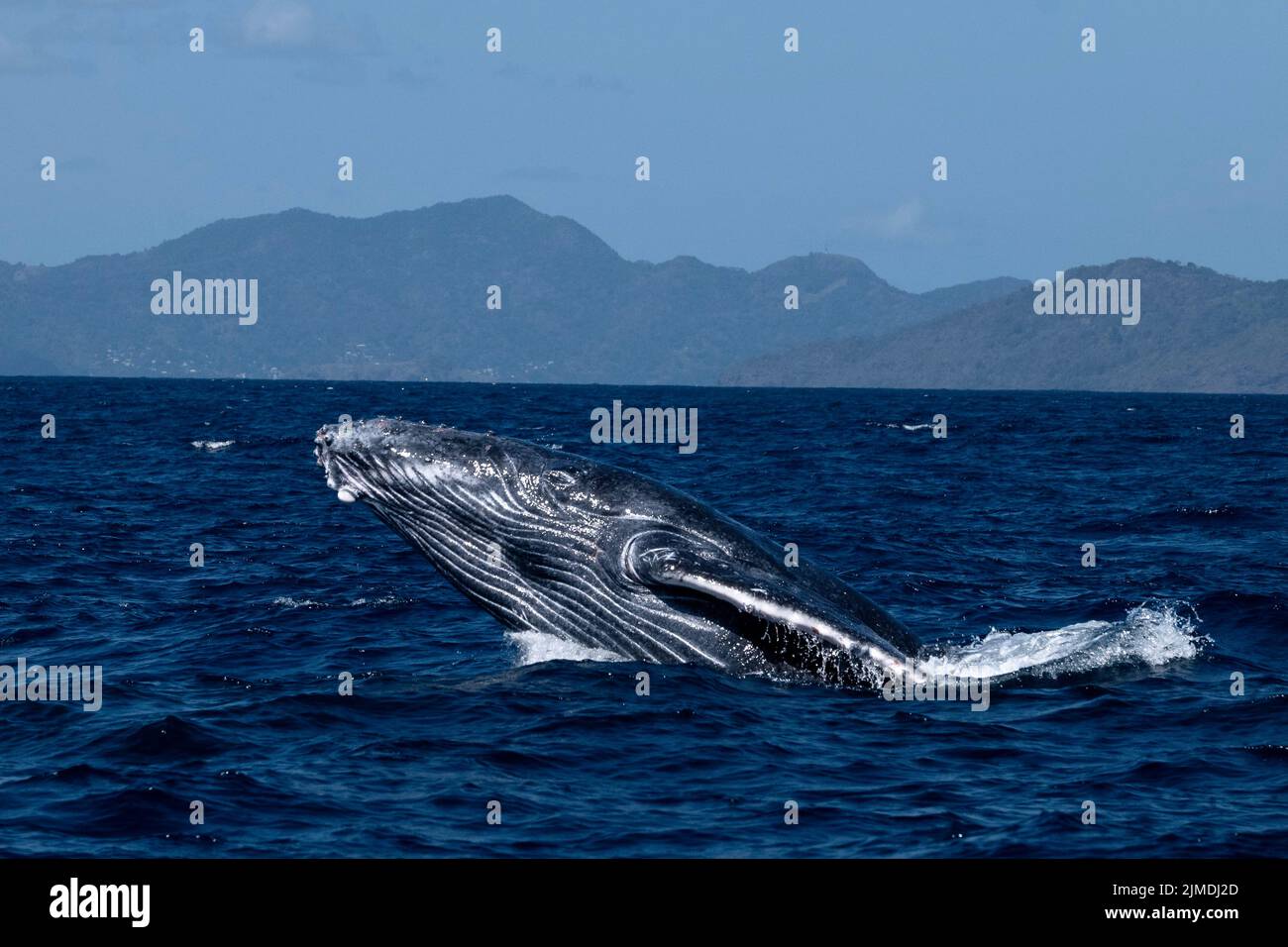 Blue whale channel island hi-res stock photography and images - Alamy