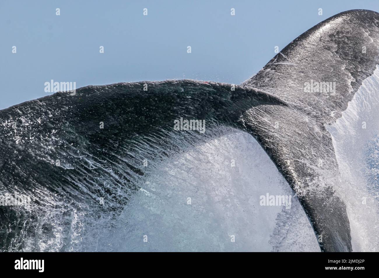 Blue whale indian ocean hi-res stock photography and images - Alamy