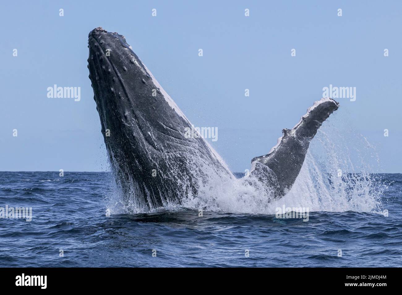 Blue whale channel island hi-res stock photography and images - Alamy