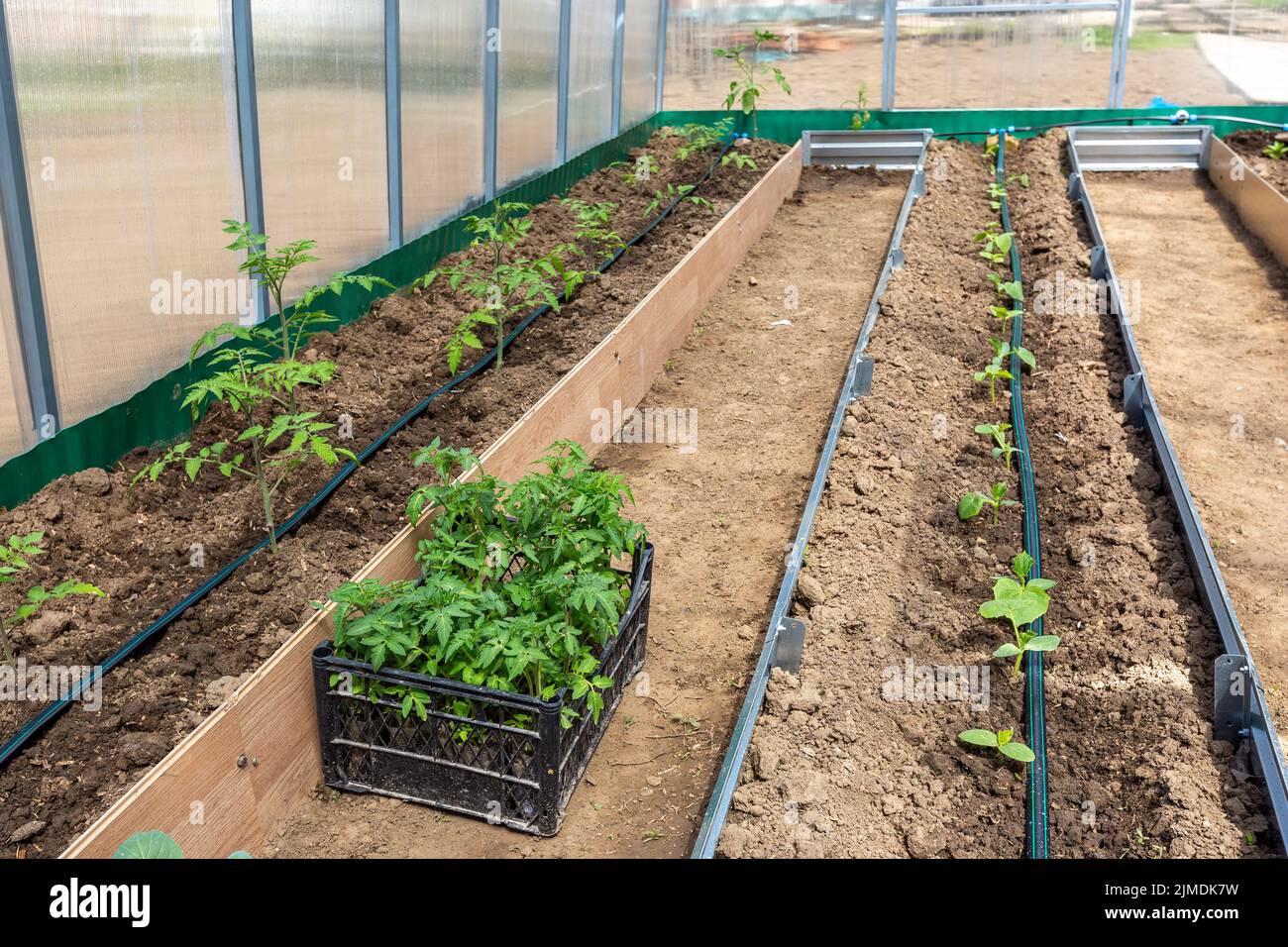 Vegetables in greenhouse drip irrigation Stock Photo - Alamy