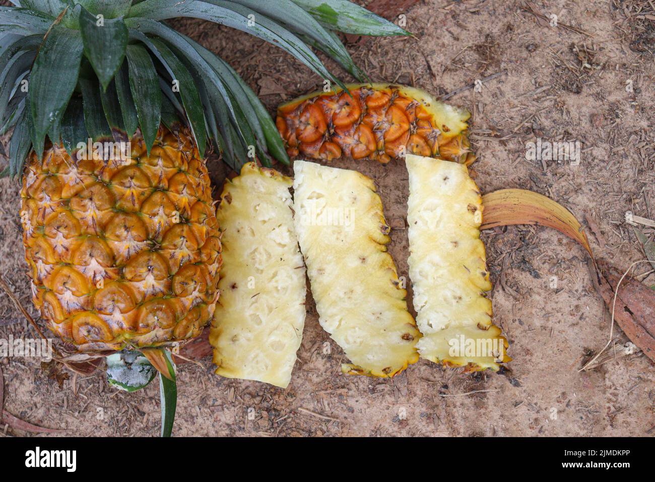 Ripe pine hi-res stock photography and images - Alamy