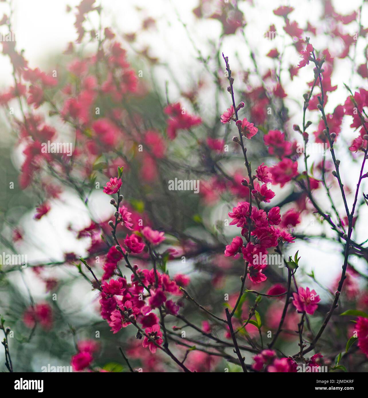 Lunar new year flower market Stock Photo - Alamy