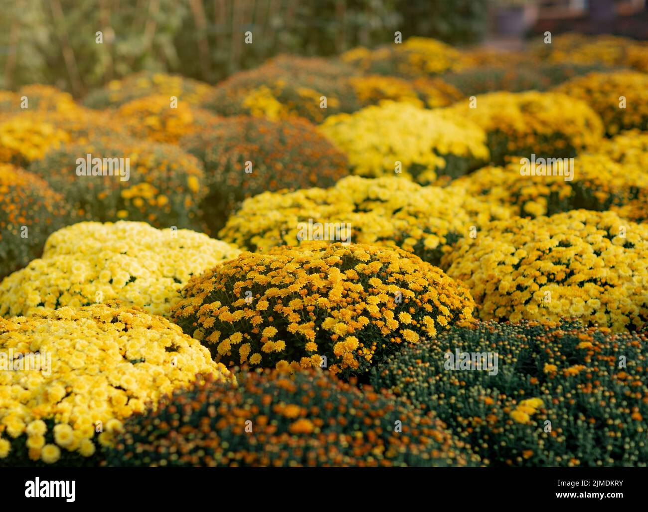 Lunar flower hi-res stock photography and images - Alamy