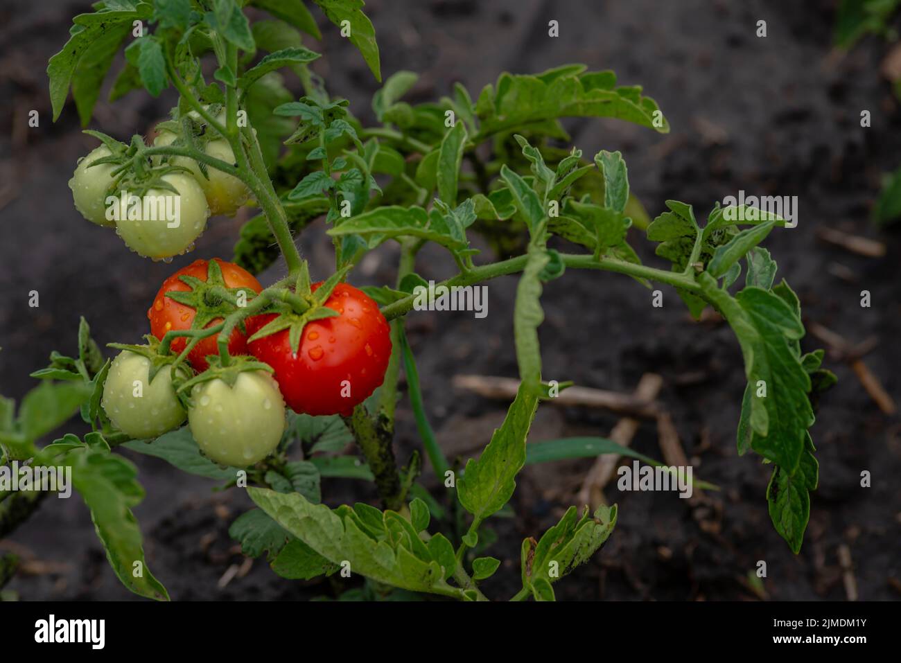 Beautiful red ripe unripe cluster heirloom tomatoes grown in a ...