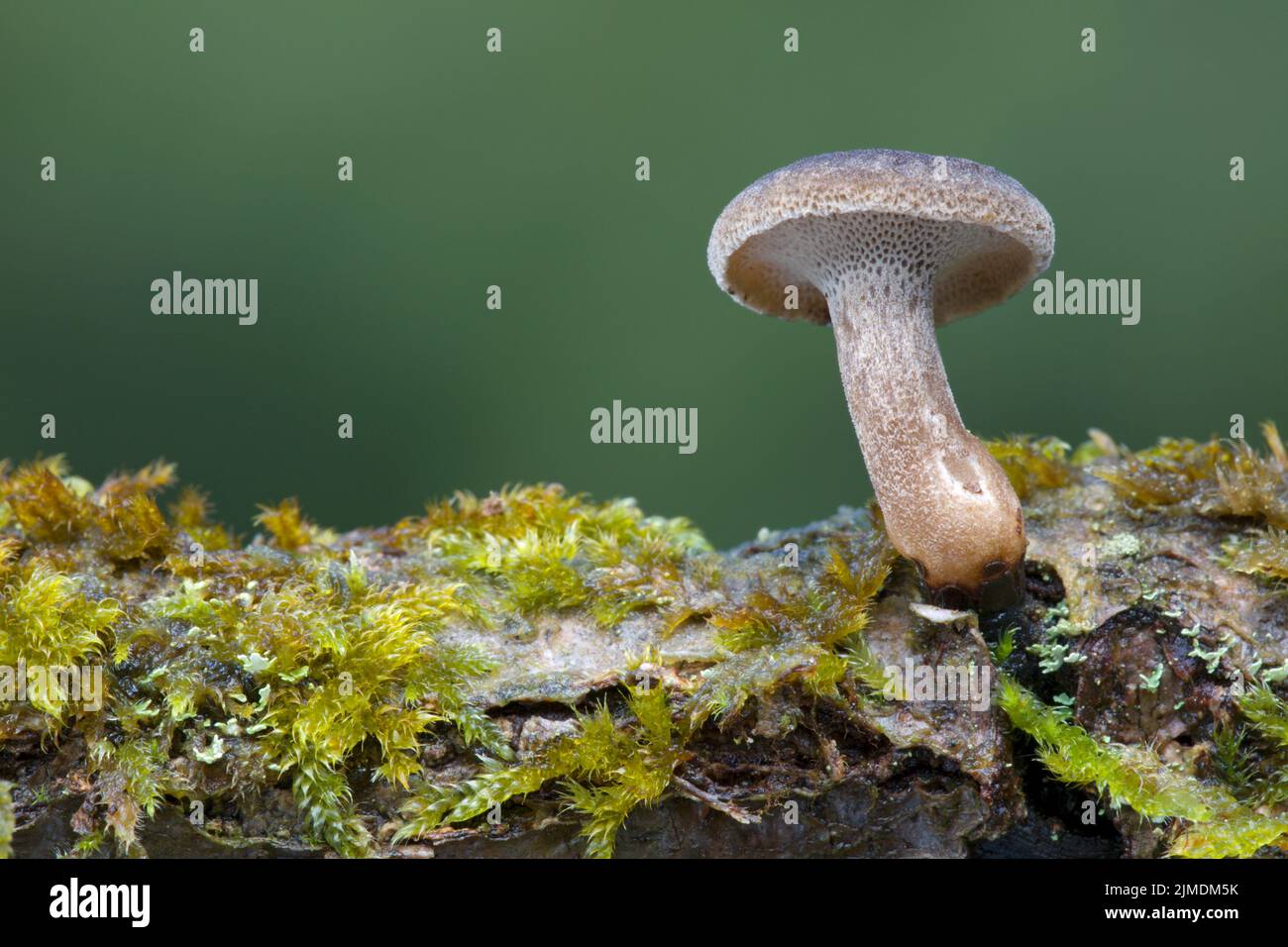 Winter Polypore between moss on an old branch / Polyporus brumalis ...