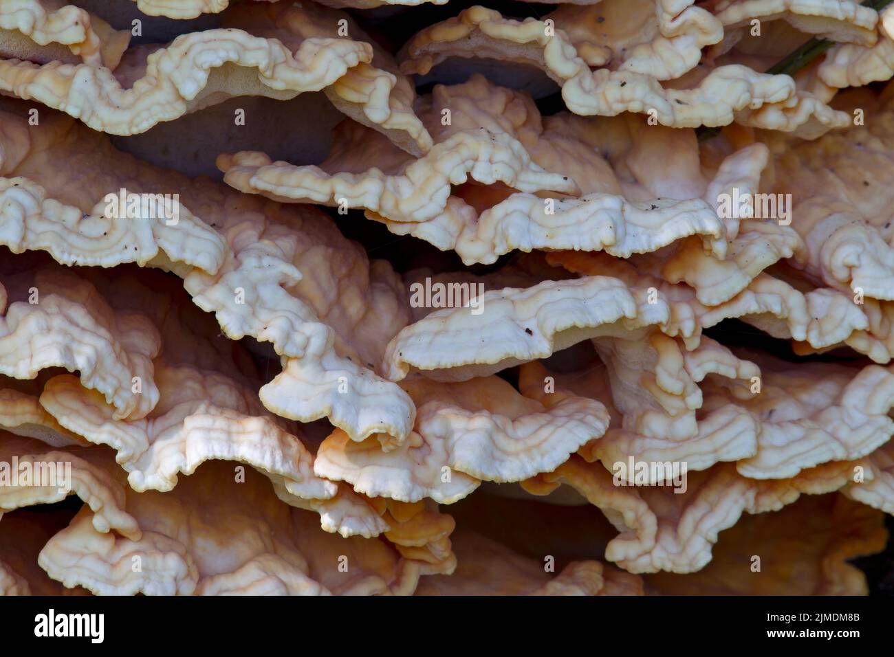 The Sulphur Polypore is bright yellow, orange or yellow-orange coloured ...