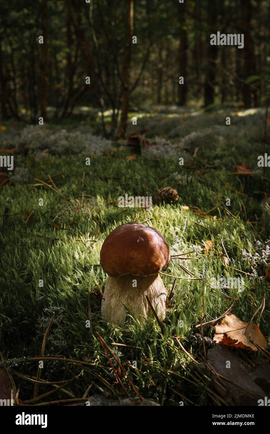 Edible boletus edulis mushroom growing in the moss. Beautiful sunshine ...