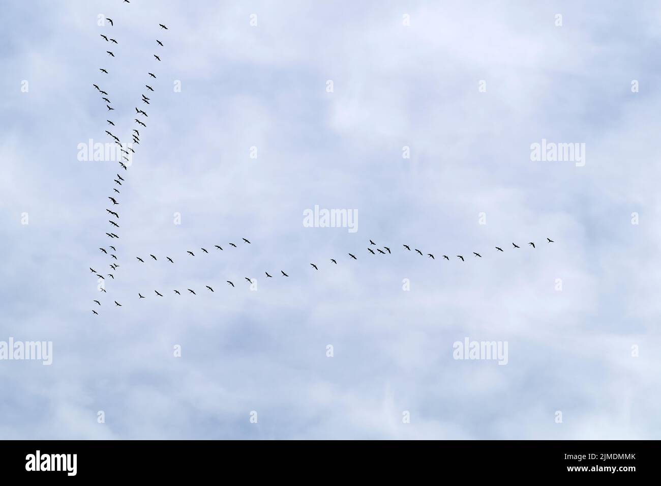 Common cranes in flight formation at passage of birds. Annual fall ...