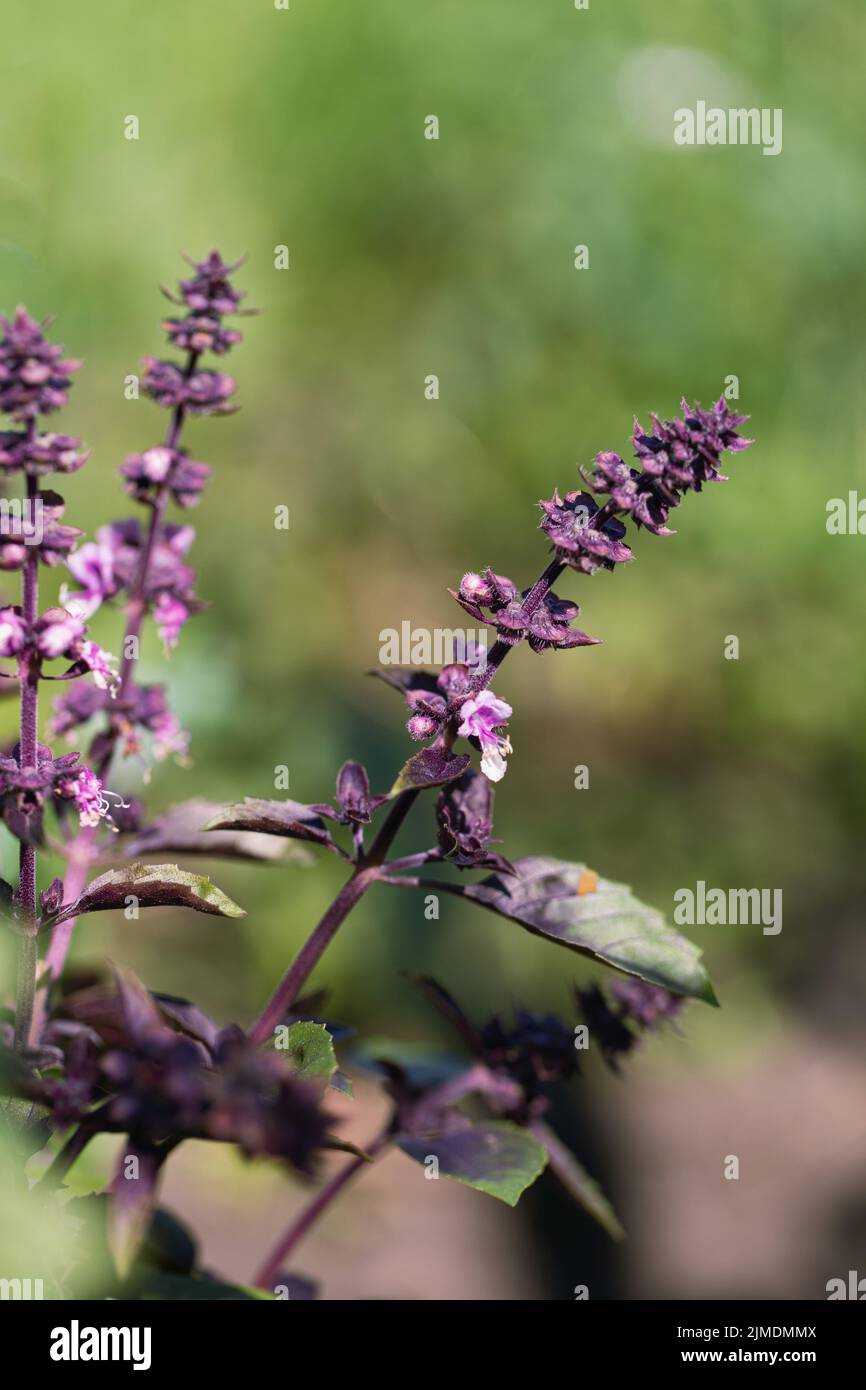 Inflorescence of purple basil in garden. Ocimum basilicum purpurescens ...