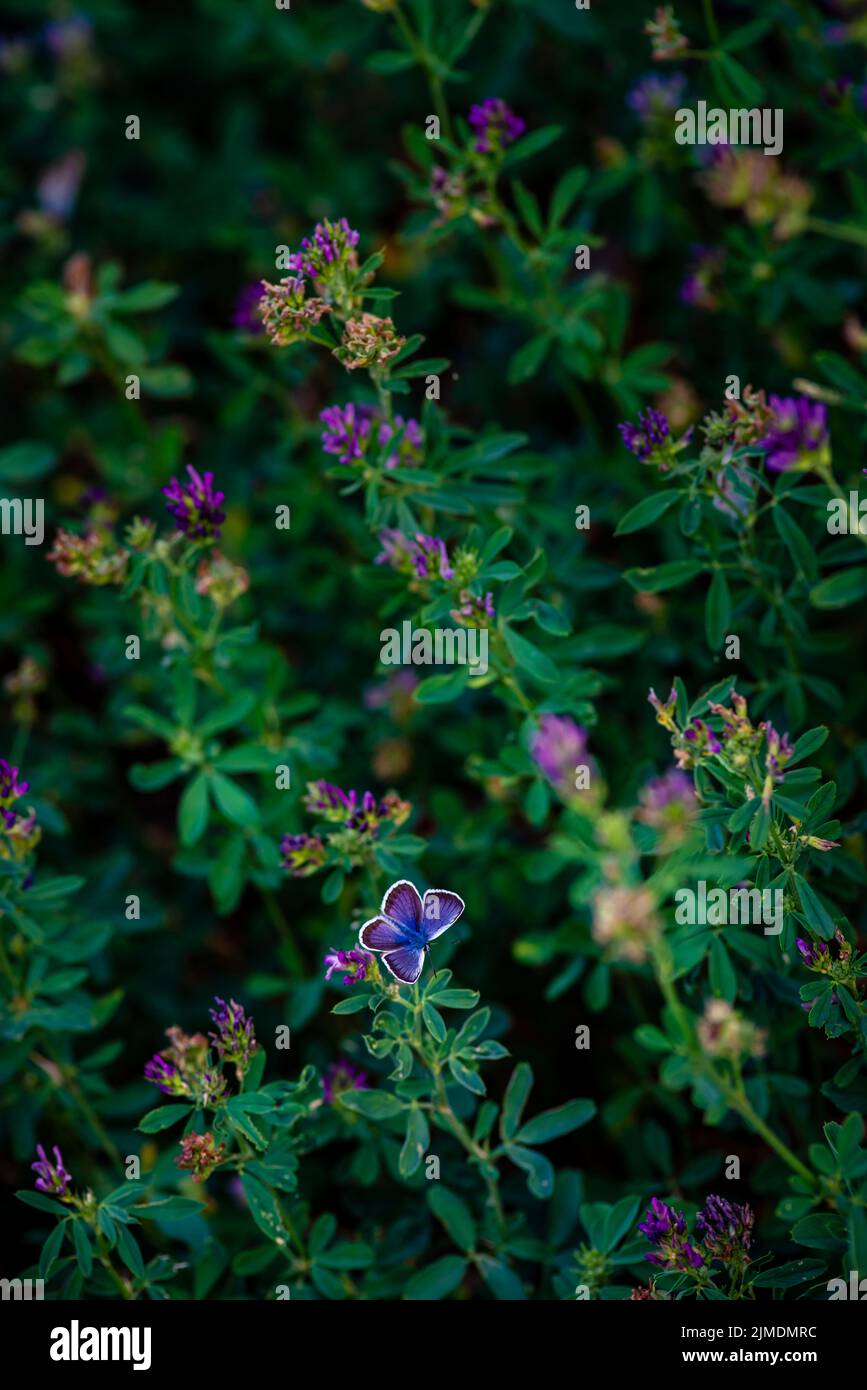 Alfalfa lucerne flower purple Reverdins blue butterfly (Colias croceus ...